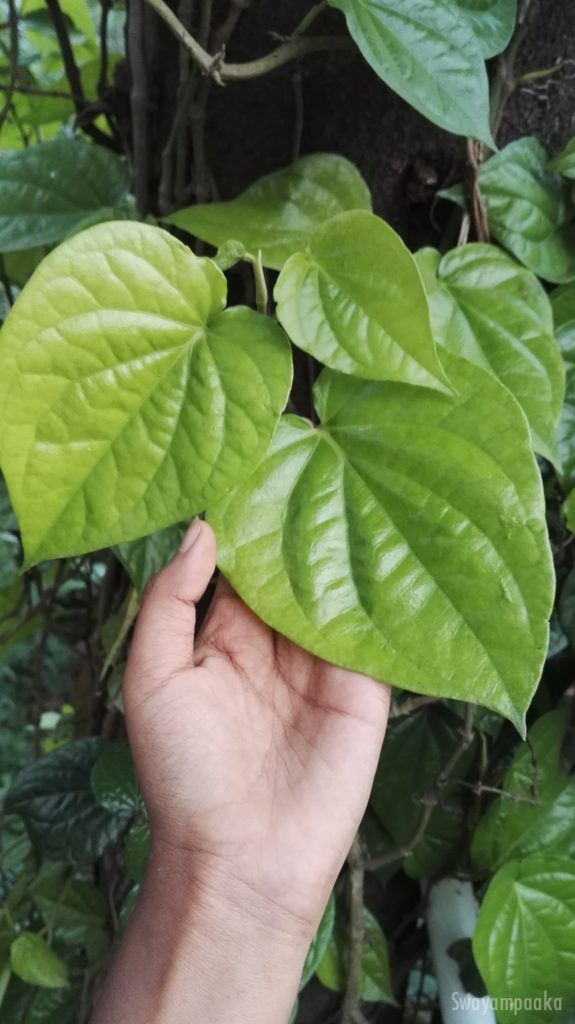 Health benefits of betel leaf | Benefits of Paan chewing - Swayampaaka ...