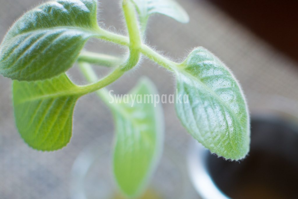 Health benefits of doddapatre | benefits of Indian borage | home ...