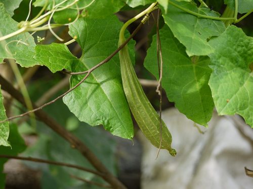Health benefits of ridge gourd - Swayampaaka - ಸ್ವಯಂ ಪಾಕ